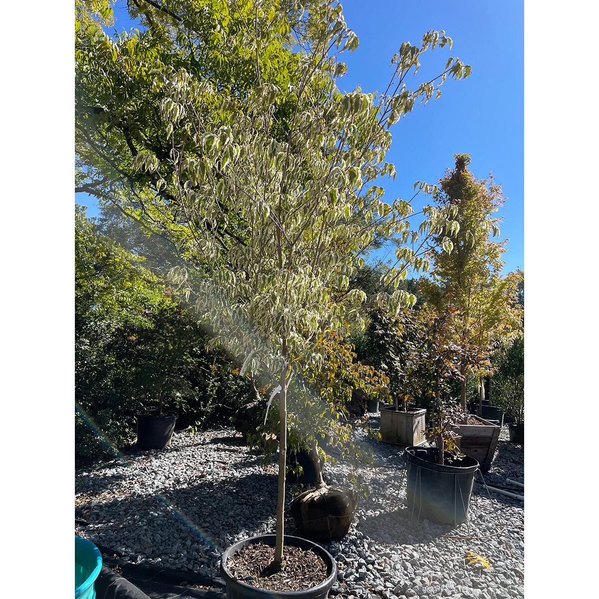 Cornus Kousa Summer Fun Dogwood | SiteOne US