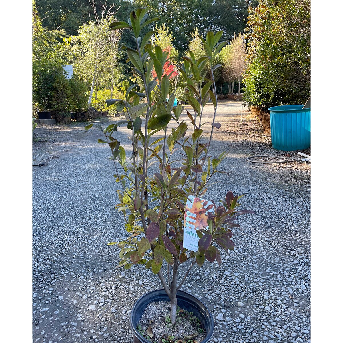 Rhododendron X Sunbow Solar Glow Azalea | SiteOne US