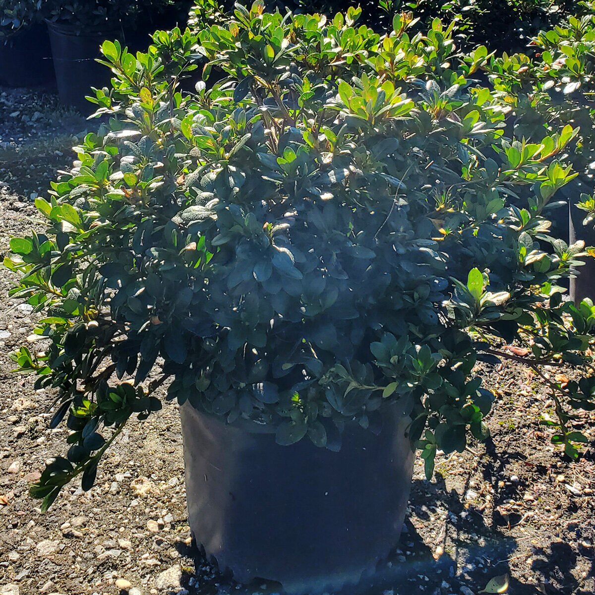 Rhododendron X Robin Hill Lady Robin Azalea | SiteOne