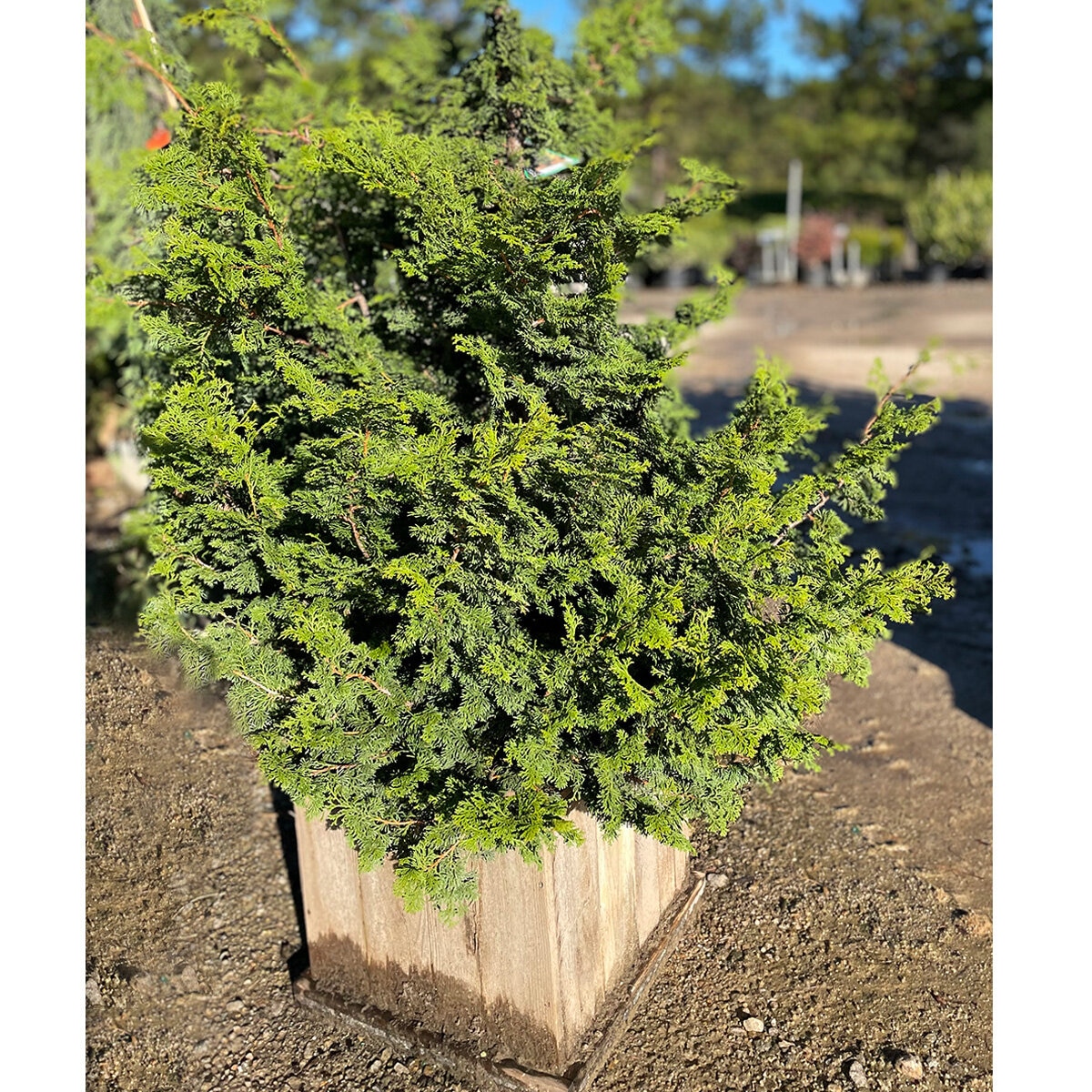 Chamaecyparis Obtusa Iseli Green Hinoki Cypress | SiteOne US