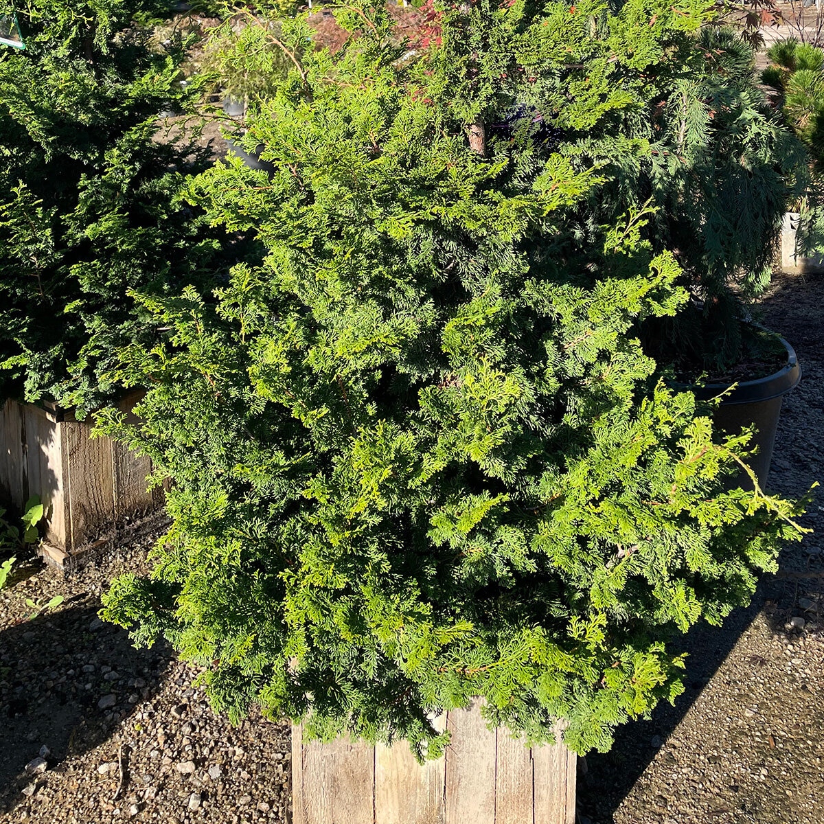 Chamaecyparis Obtusa Iseli Green Hinoki Cypress | SiteOne US