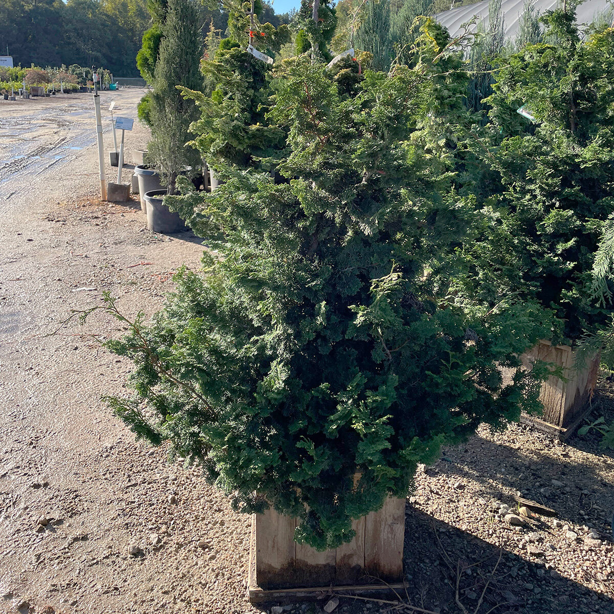 Chamaecyparis Obtusa Iseli Green Hinoki Cypress | SiteOne US