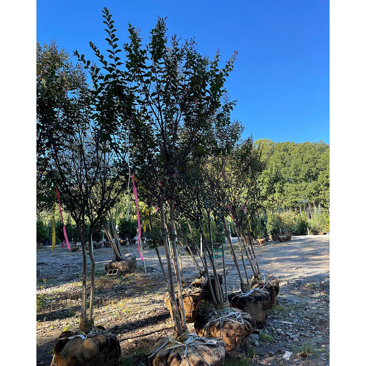 Lagerstroemia Indica Autaugaville Purple Crape Myrtle | SiteOne US