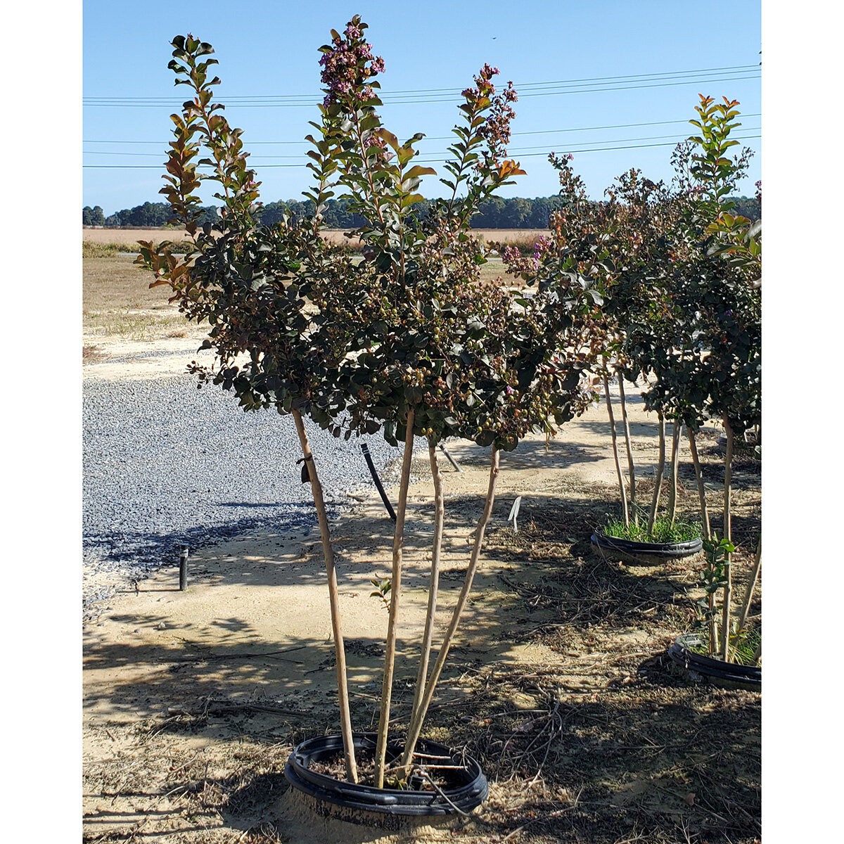 Lagerstroemia Indica Autaugaville Purple Crape Myrtle | SiteOne US
