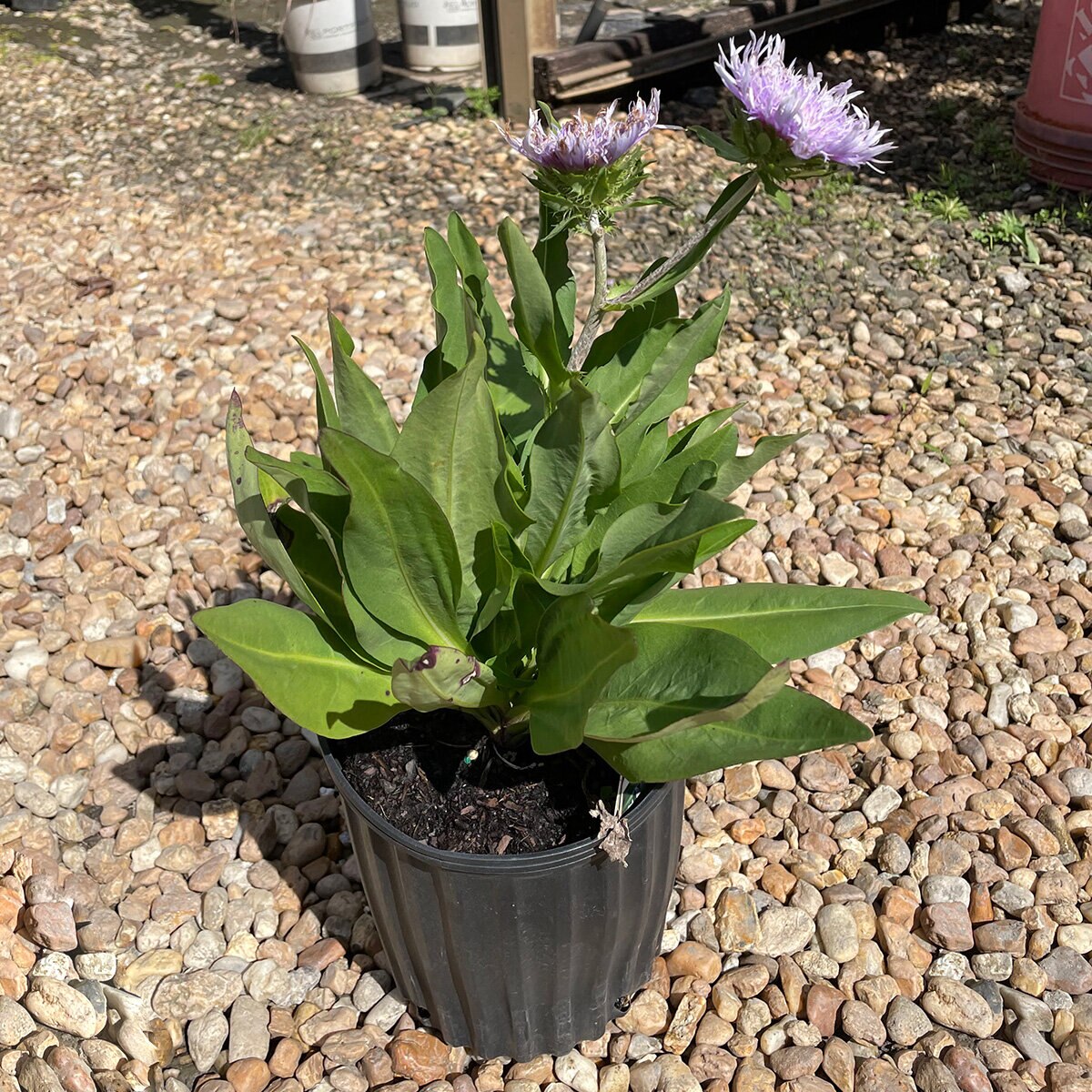 Stokesia Laevis Divinity Stokes Aster | SiteOne US