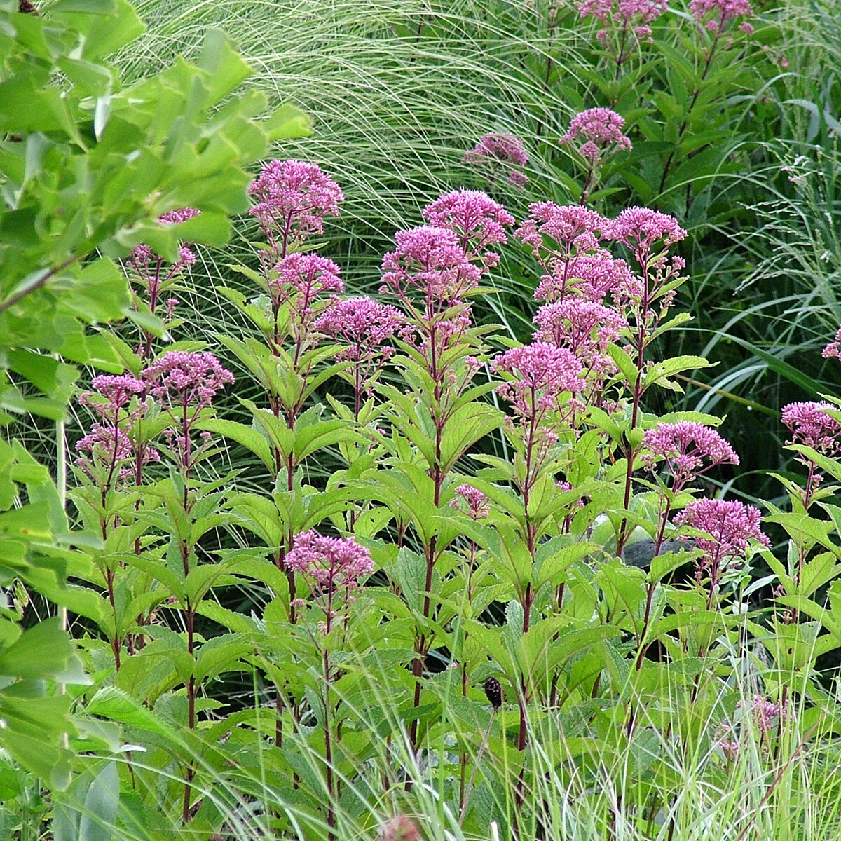 Eutrochium Dubium Coastal Plain Joe Pye Weed | SiteOne US