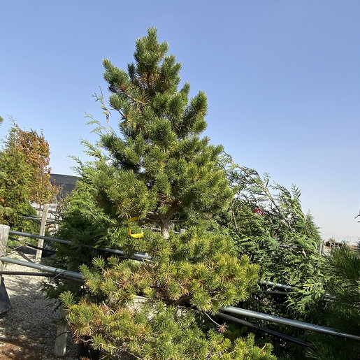 Pinus Contorta Pacific Shore Pine | SiteOne US