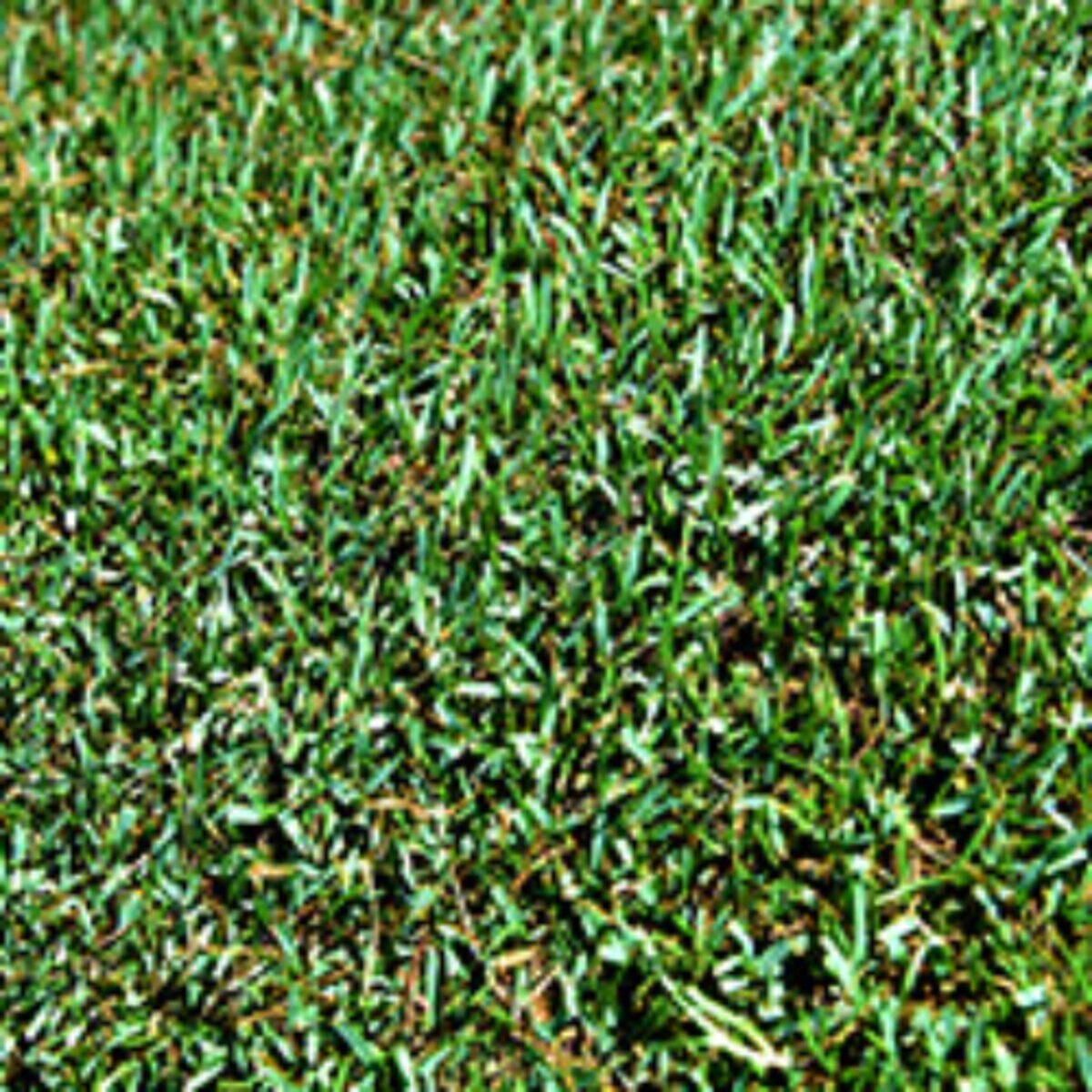 Paspalum Sod Aloha Bahiagrass (per sq. ft.) | SiteOne