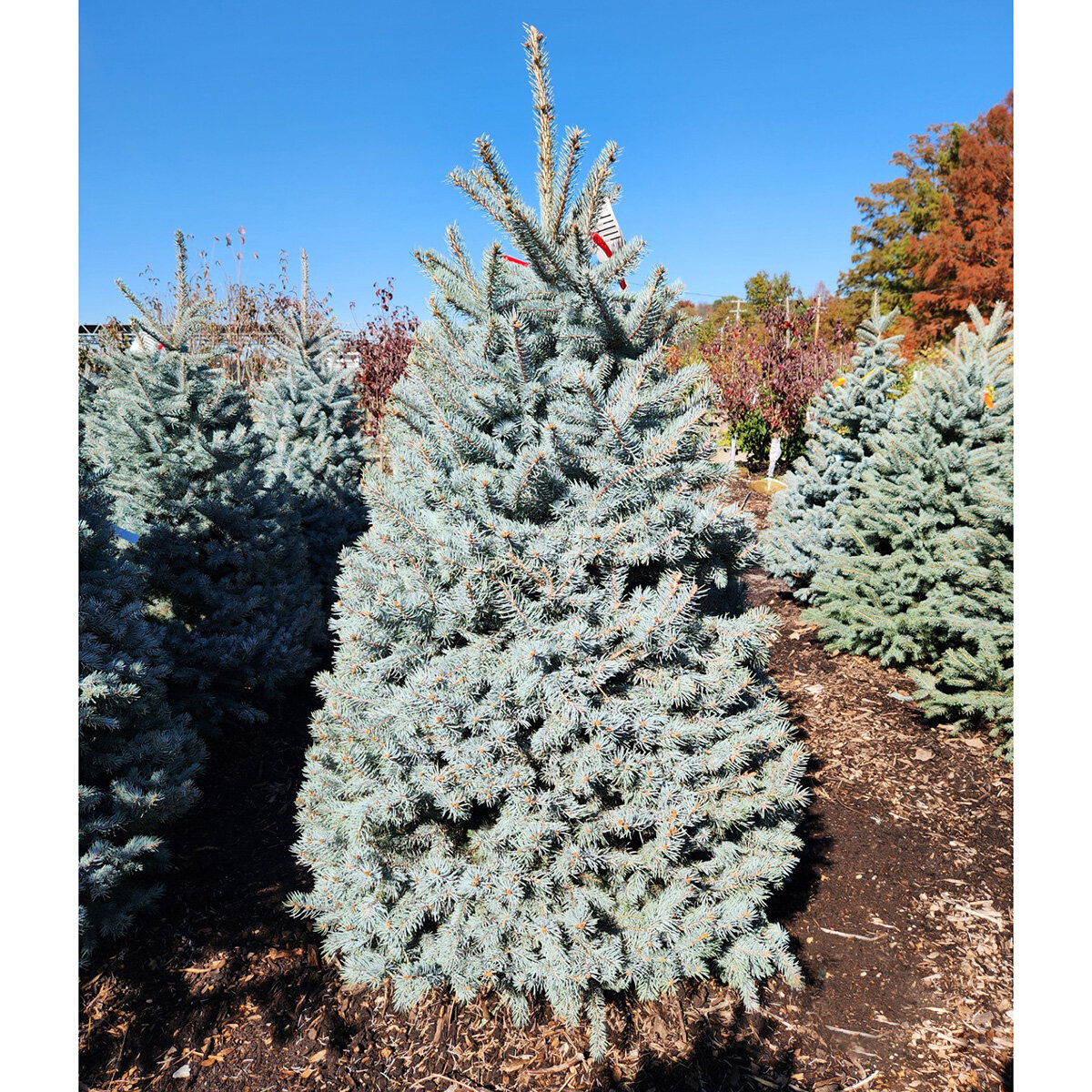 Picea pungens Bizon Blue Blue Spruce | SiteOne US