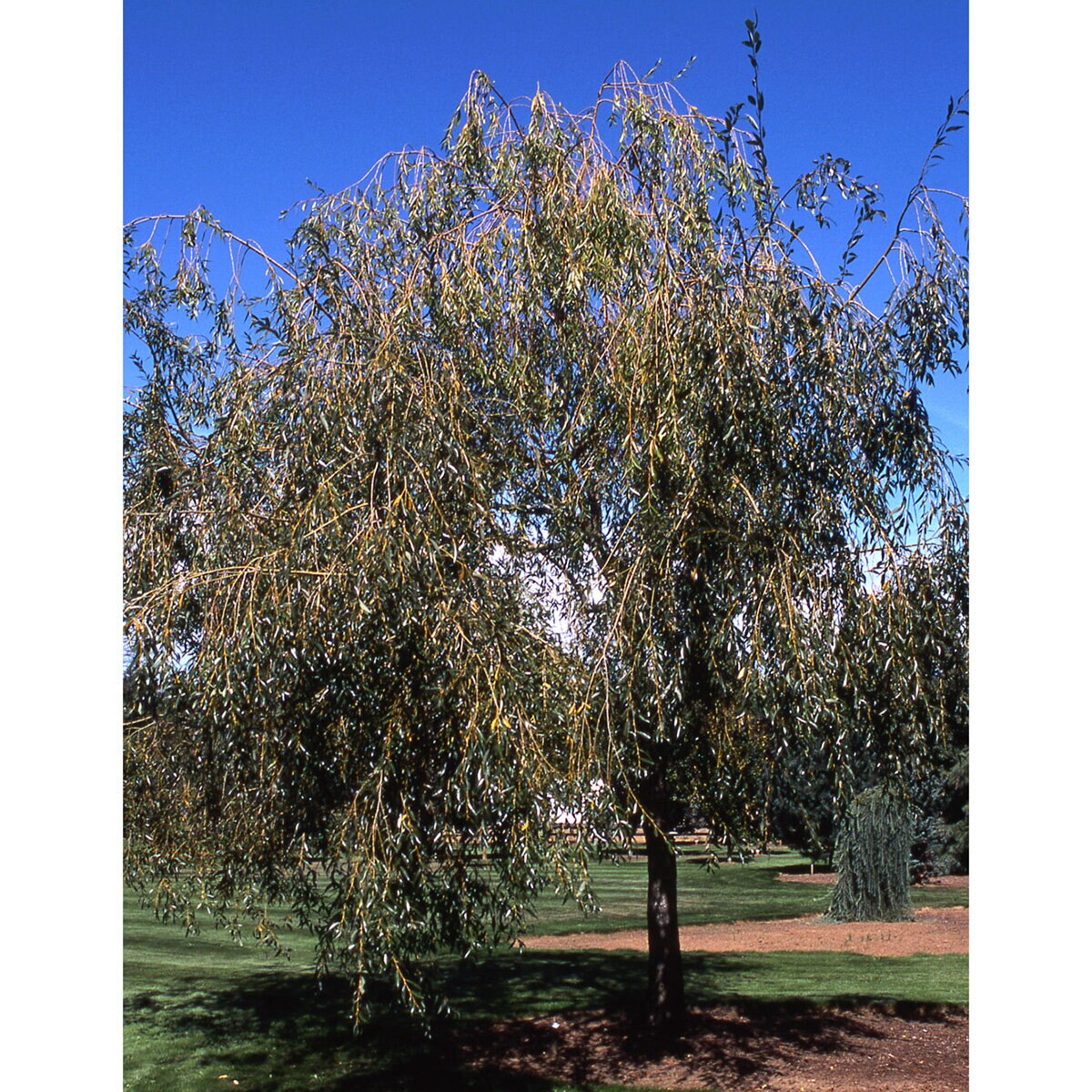 Salix X Prairie Cascade Weeping Willow | SiteOne US