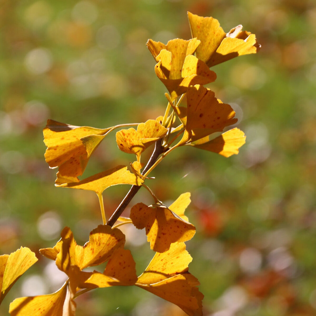 Ginkgo Biloba Goldspire Maidenhair Tree | SiteOne US