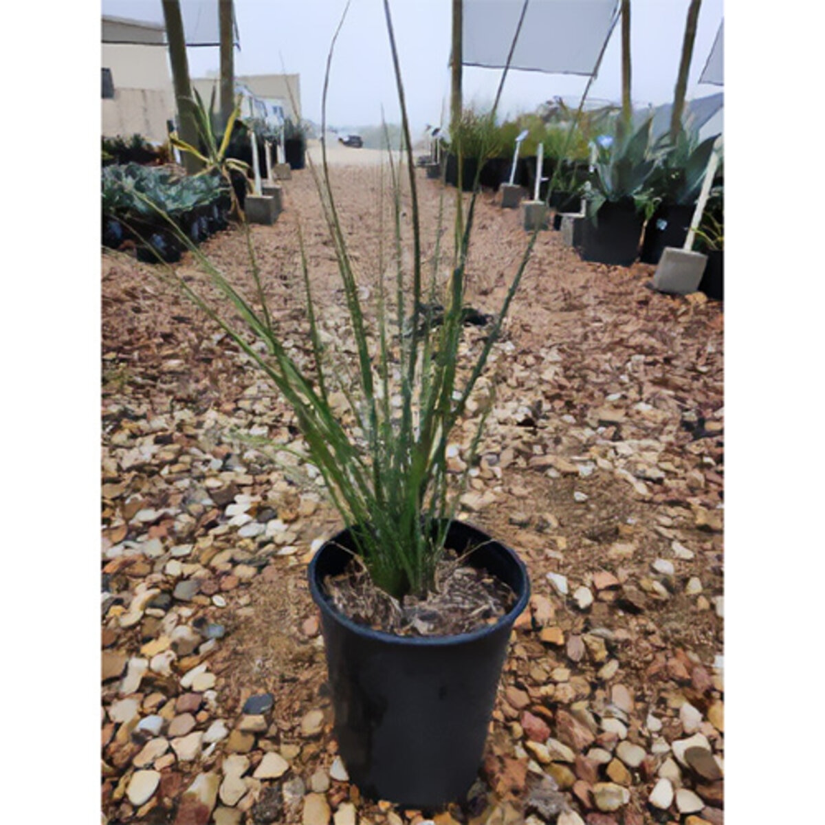 Hesperaloe Funifera Little Giant Dwarf Giant Yucca | SiteOne US