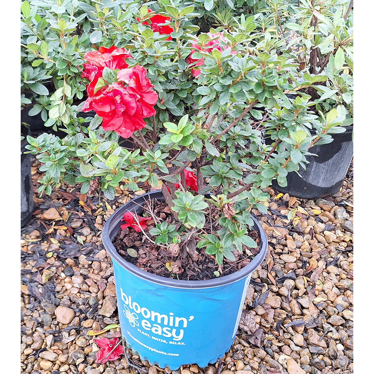 Rhododendron X Ever After Ruby Azalea | SiteOne