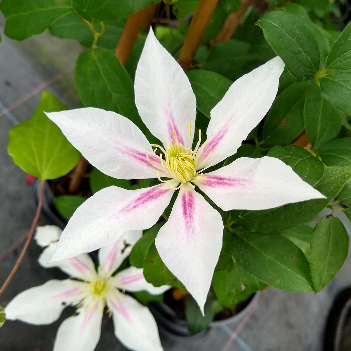 Clematis x Andromeda Clematis | SiteOne US