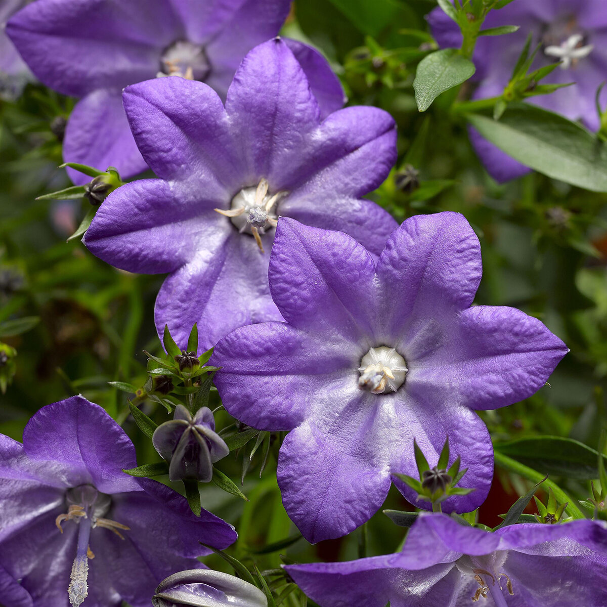 Campanula Interspecific Cariboo Forte Blue Bellflower | SiteOne US