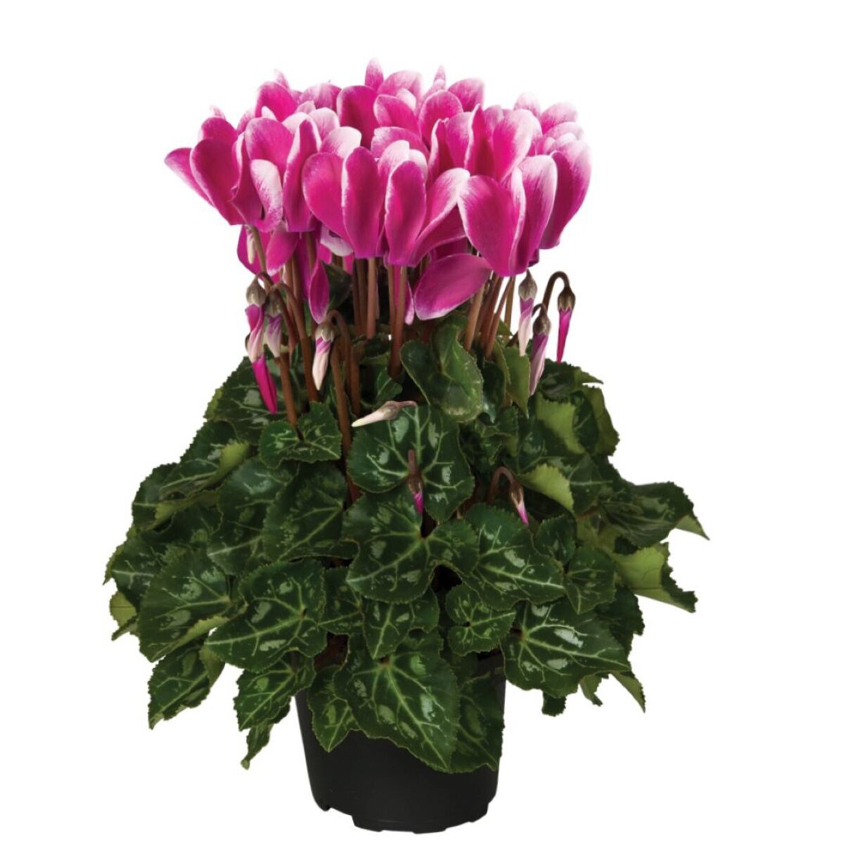 Cyclamen Persicum Super Serie Mini Winter Fuji Magenta Cyclamen | SiteOne
