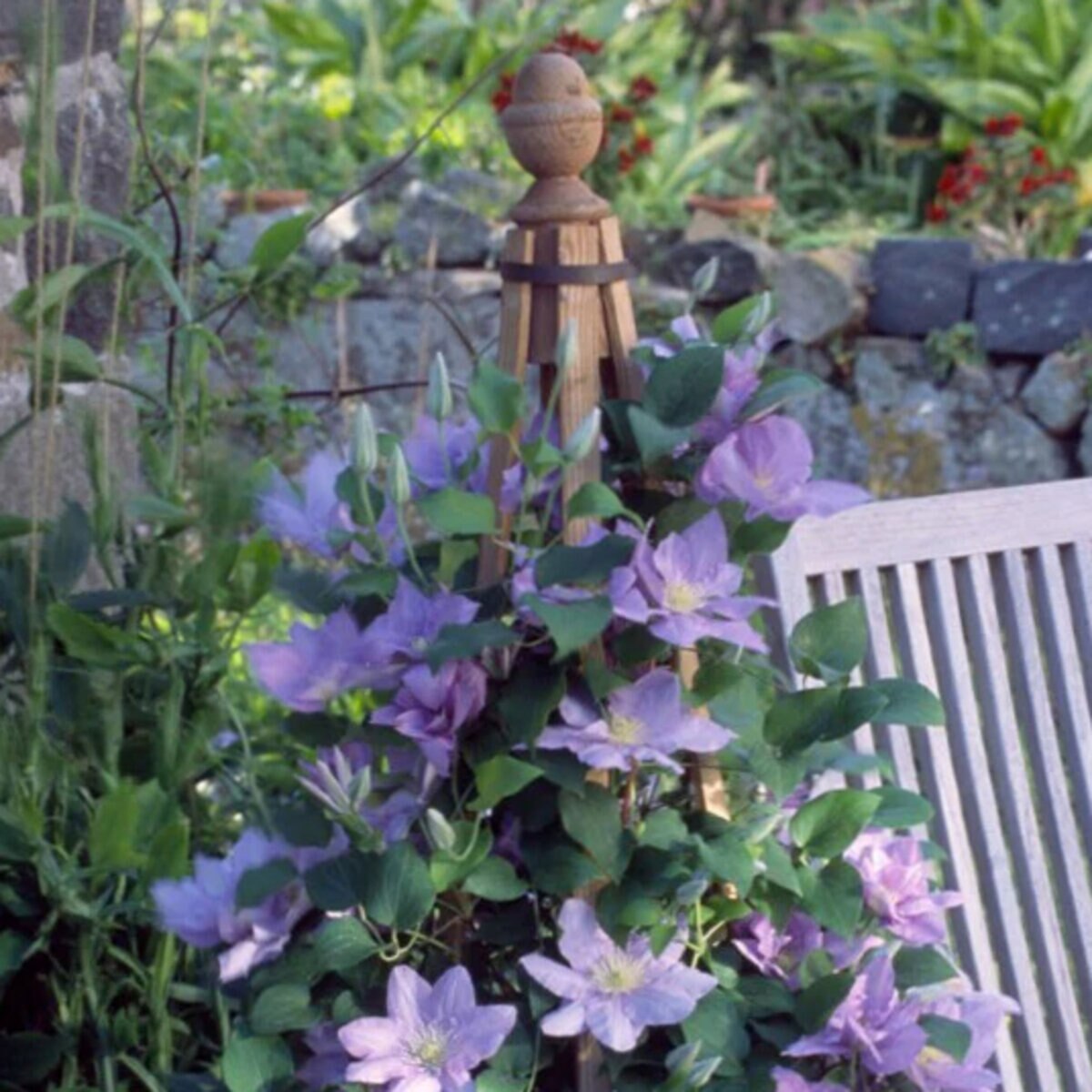 Clematis X Cezanne Early Large-Flowered Clematis | SiteOne US