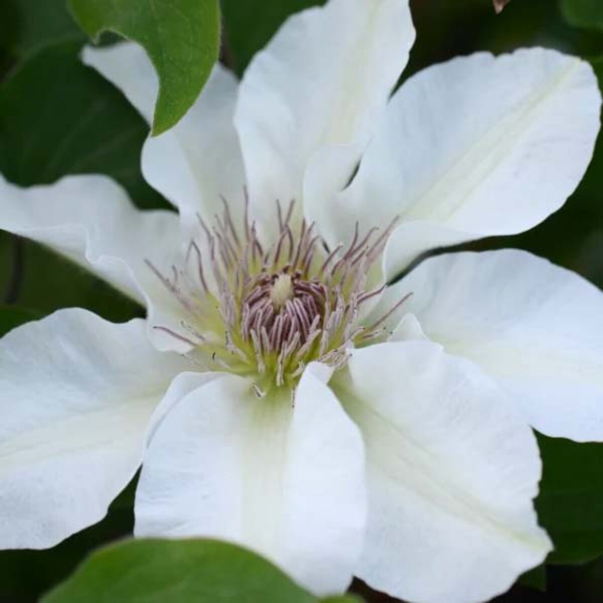 Clematis x Boulevard Kitty Clematis | SiteOne US