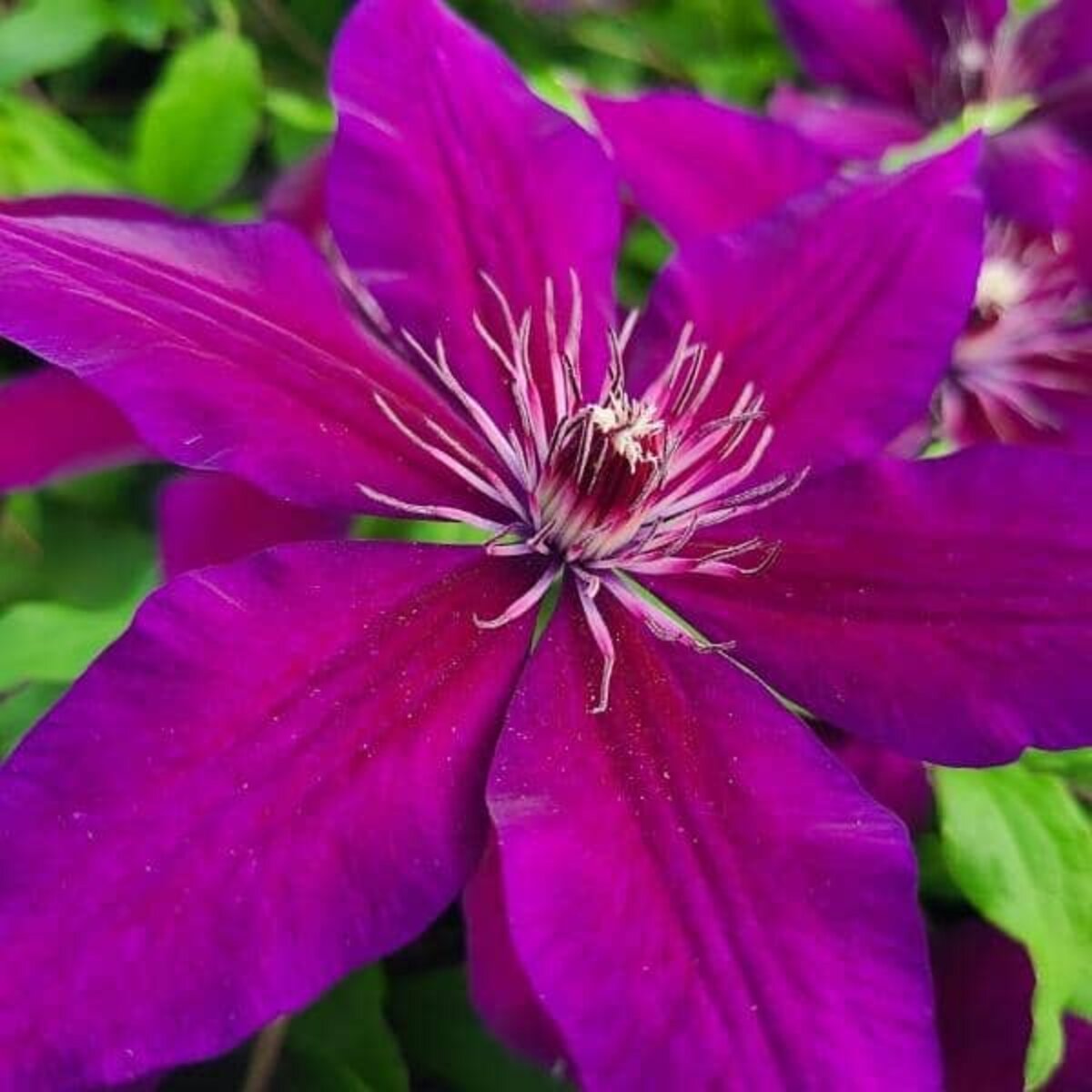 Clematis x My Beauty Clematis | SiteOne US