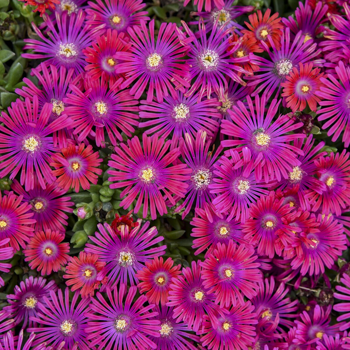 Delosperma X Granita Raspberry Ice Plant | SiteOne US