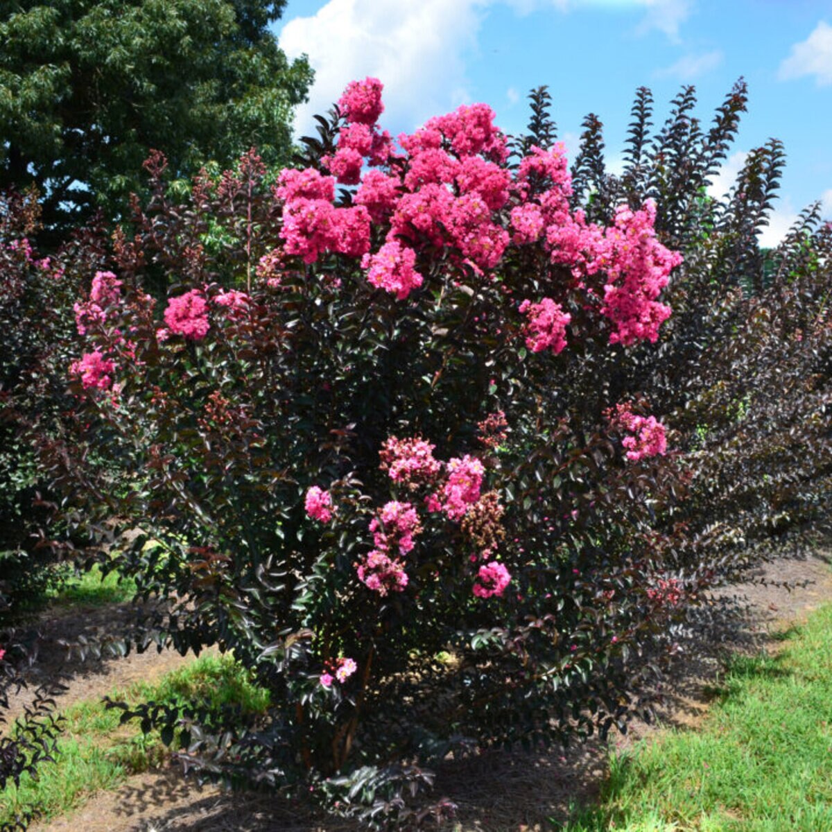 Lagerstroemia X Twilight Magic Crape Myrtle | SiteOne US