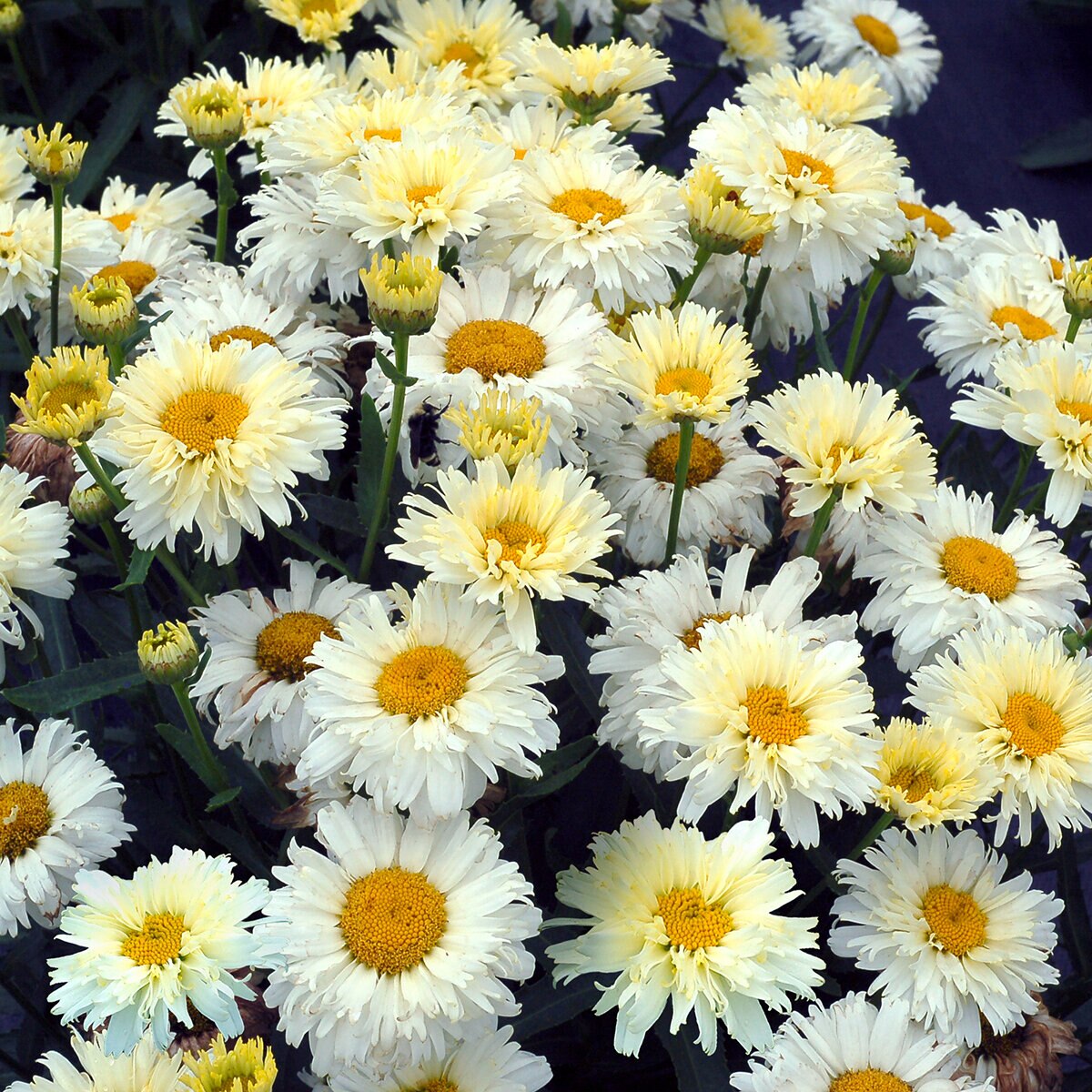 Leucanthemum X Superbum Lemon Meringue Shasta Daisy | SiteOne US