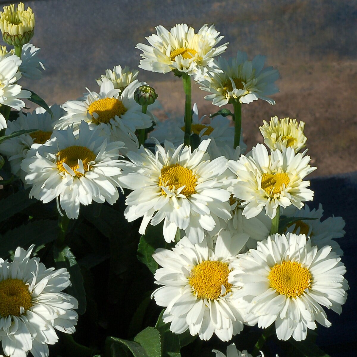 Leucanthemum X Sugar Bowl Shasta Daisy | SiteOne US