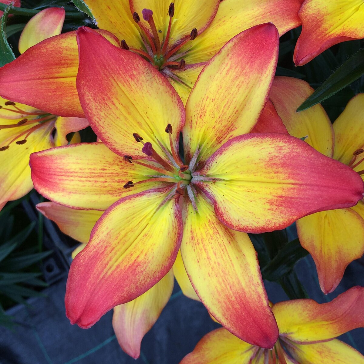 Lilium X Sunset Joy Asiatic Lily | SiteOne