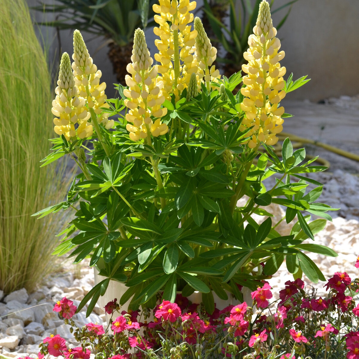Lupinus Polyphyllus Mini Gallery Yellow Lupine | SiteOne US