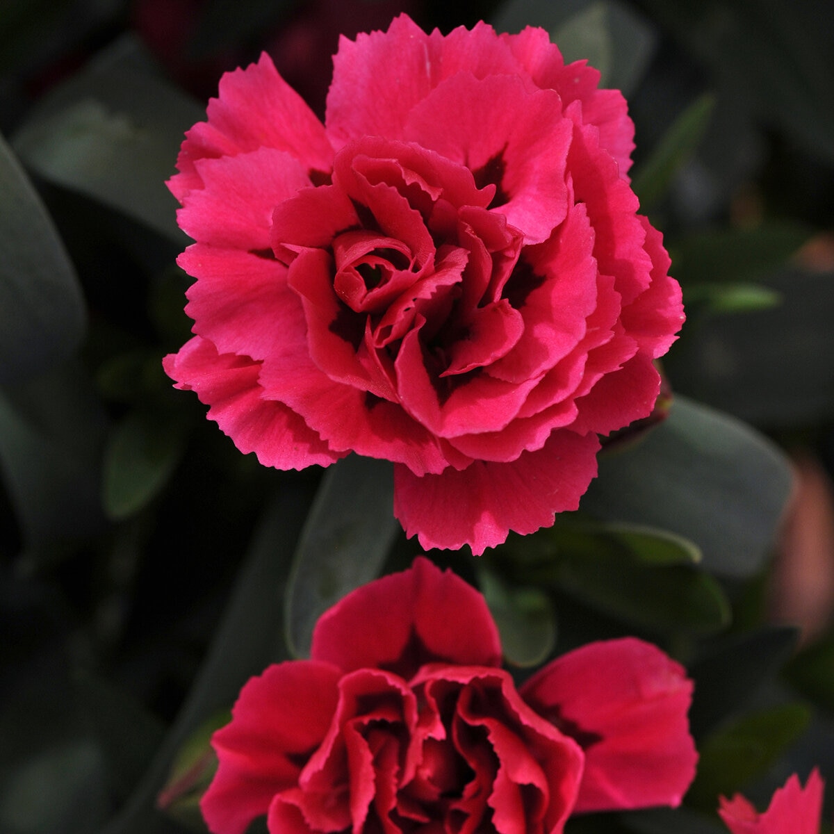 Dianthus Caryophyllus Oscar Cherry + Velvet Carnation | SiteOne