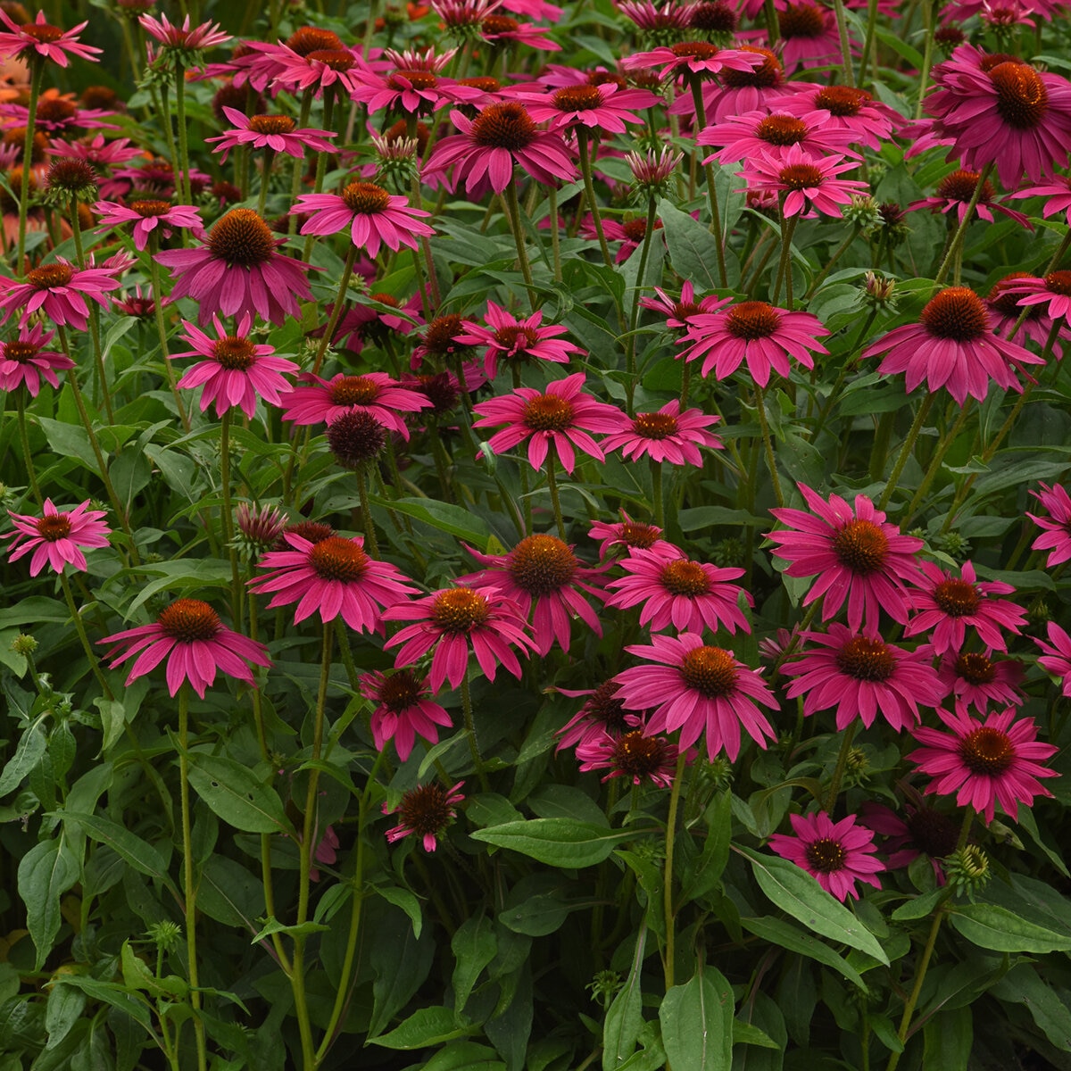 Echinacea X Hybrida Artisan Brilliant Rose Coneflower | SiteOne