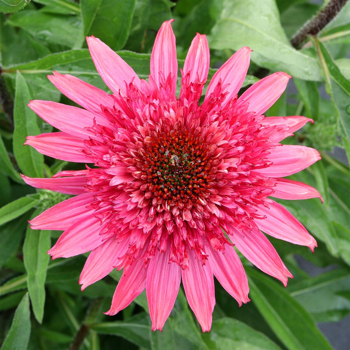 Echinacea X Giddy Pink Coneflower | SiteOne