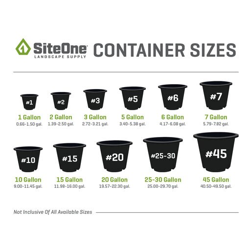 Nandina Domestica Compacta Dwarf Heavenly Bamboo | SiteOne