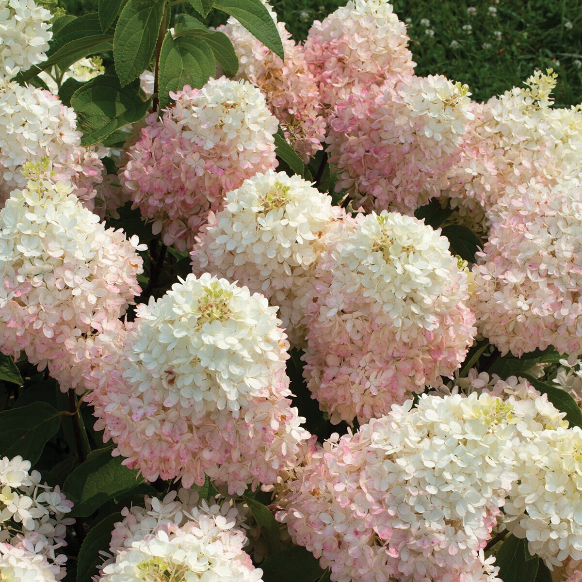 Hydrangea Paniculata Sweet Starlight Panicle Hydrangea | SiteOne US