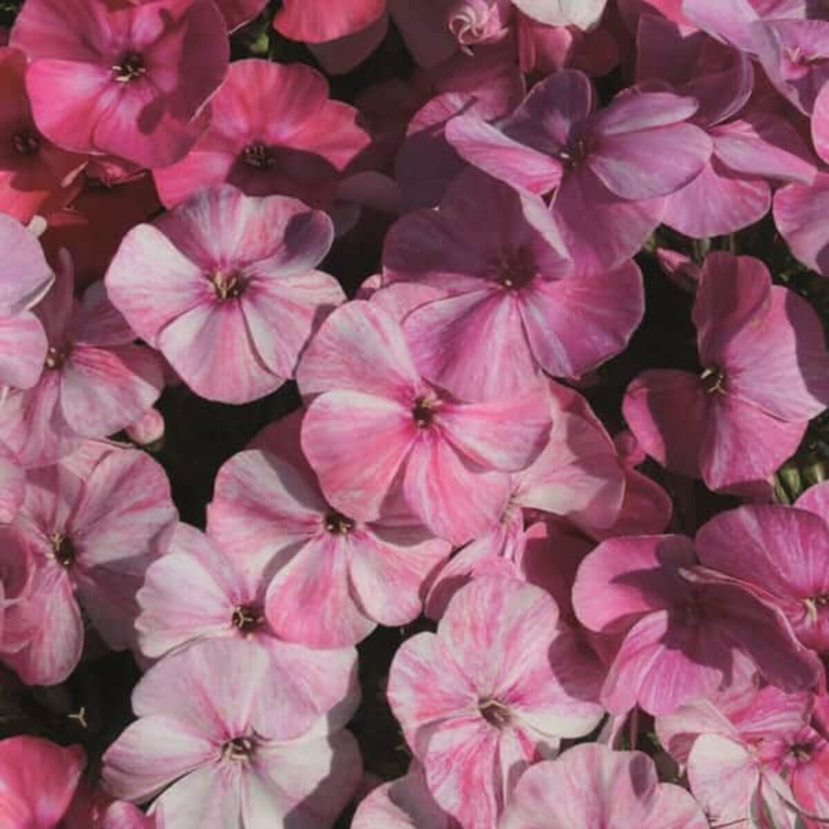 Phlox Paniculata Freckle Pink Shades Tall Phlox | SiteOne US