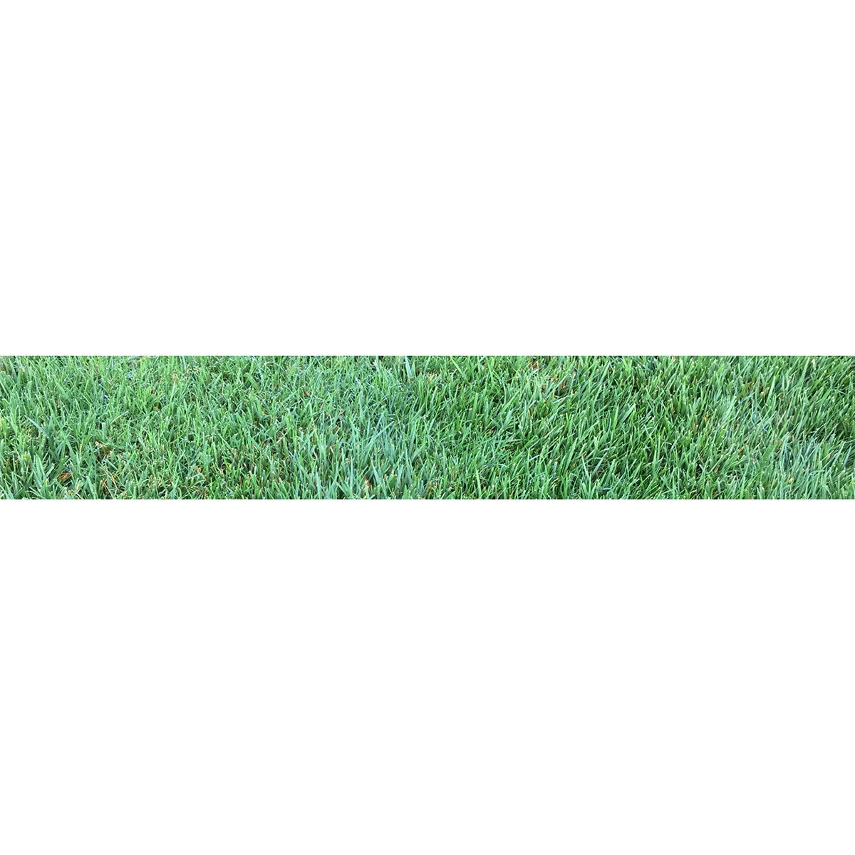 Titanium GLS Tall Fescue Seed (Cert) 50 lb | SiteOne US