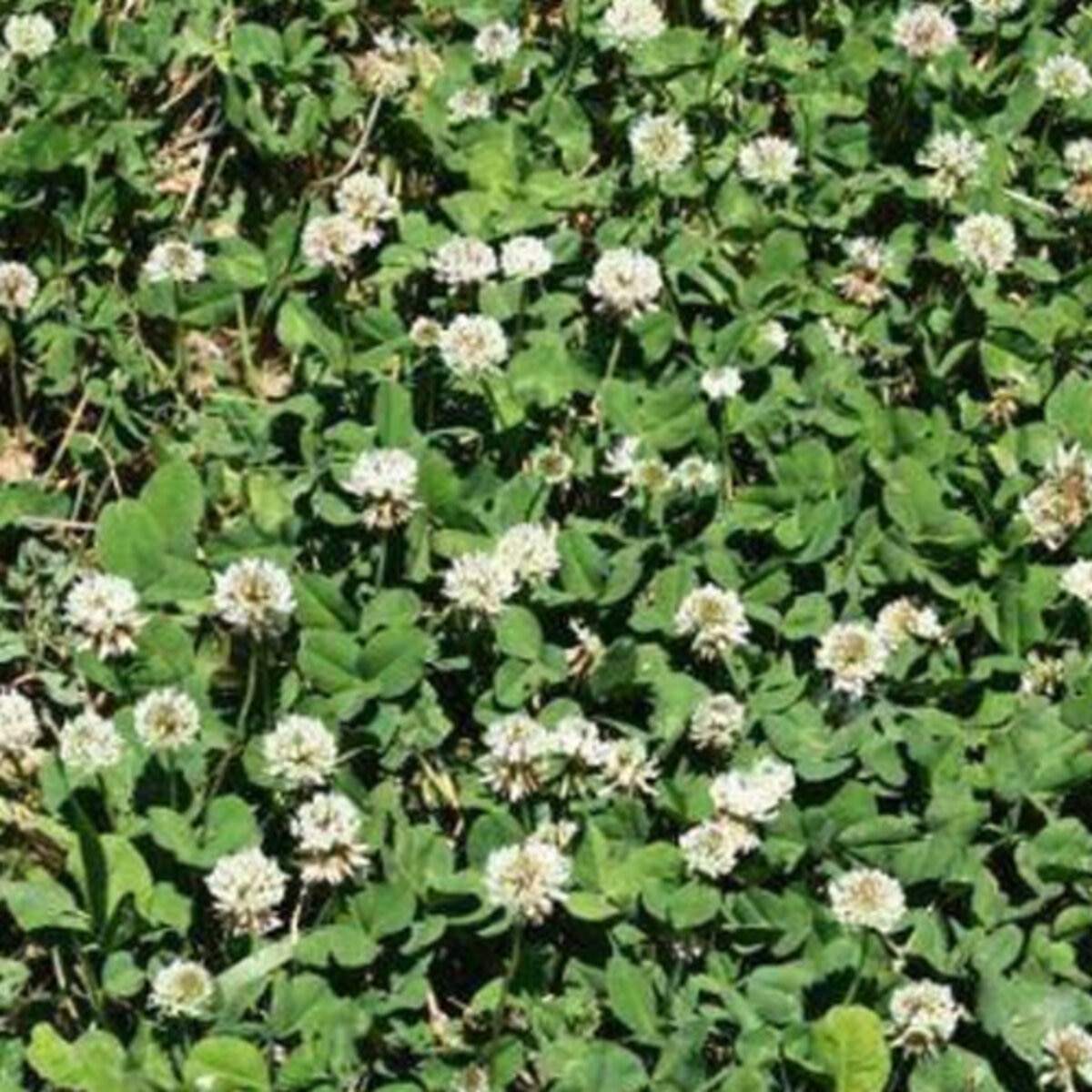 Dutch White Clover Seed 50 lb | SiteOne US