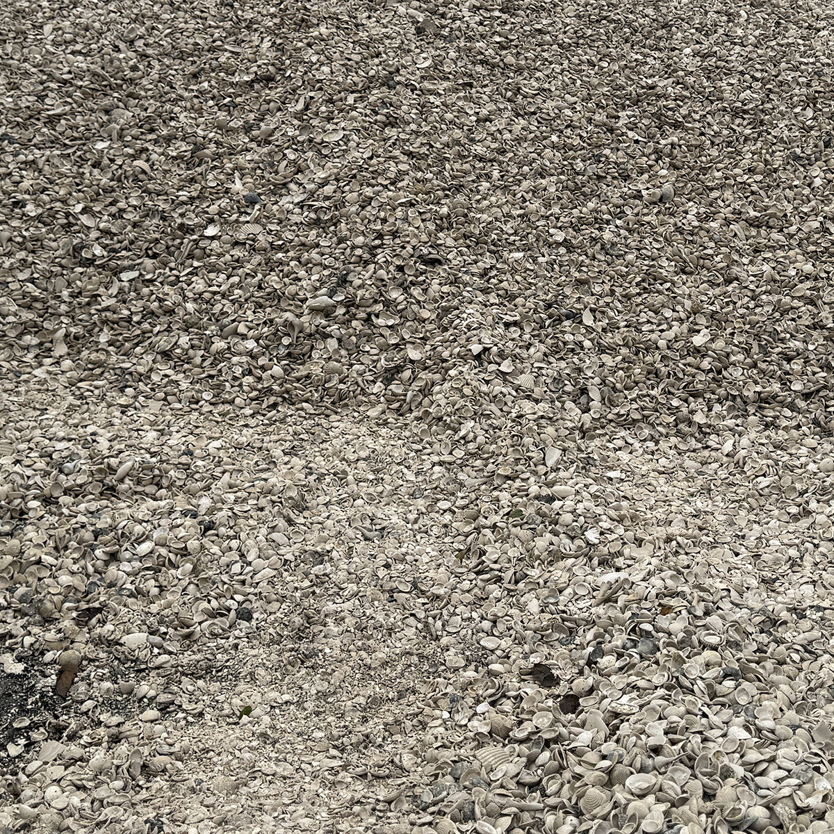 Bulk Whole Shell | SiteOne US