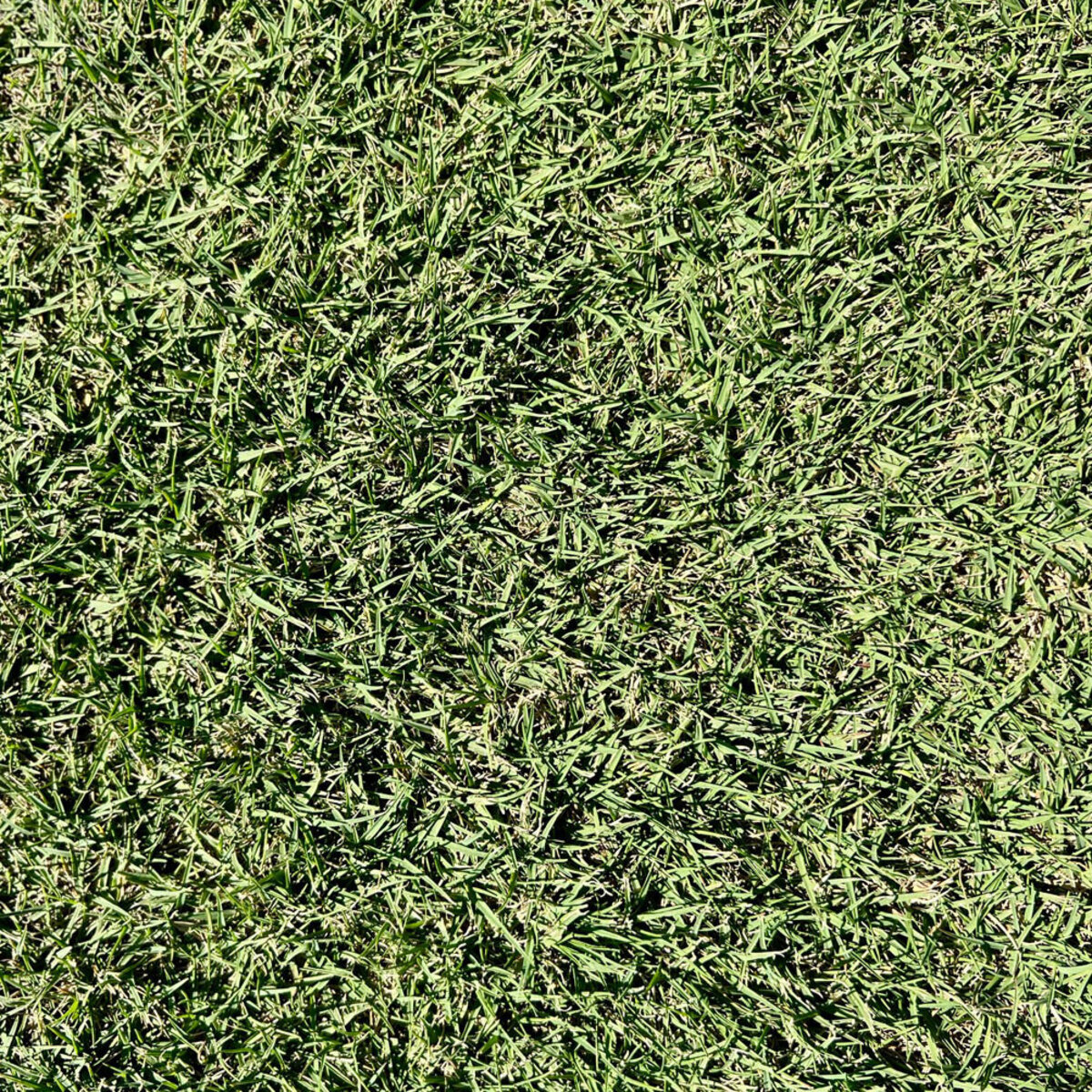 Bermuda Sod Tifway 419 Bermudagrass | SiteOne US