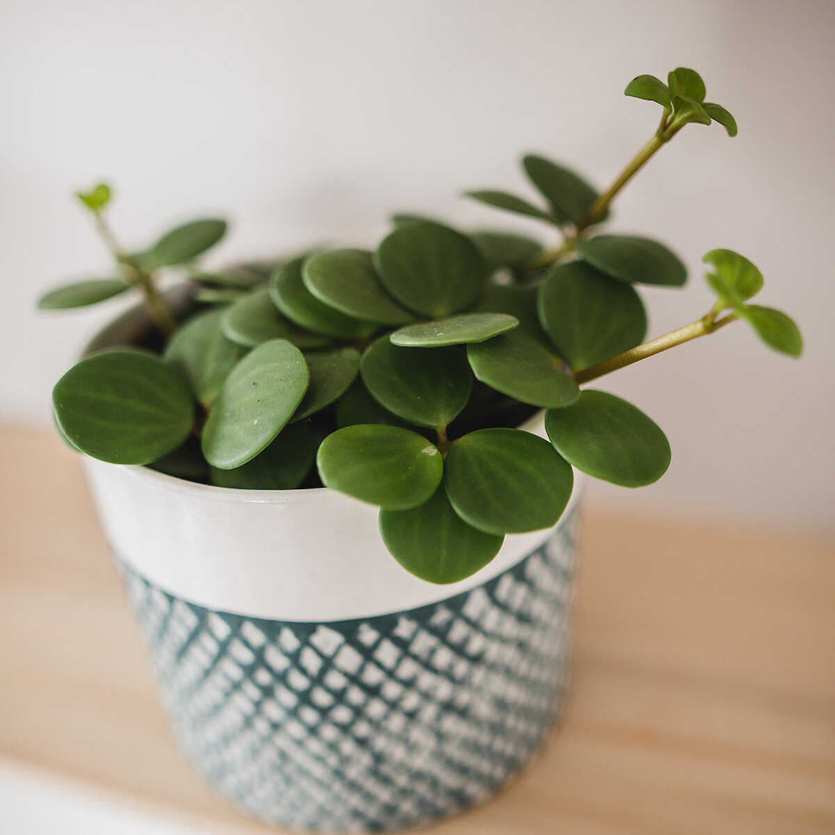 Peperomia Tetraphylla Hope Acorn Peperomia | SiteOne