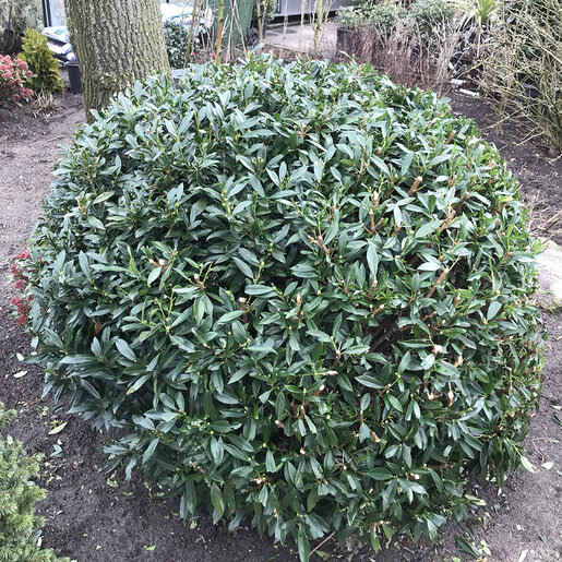 Prunus Laurocerasus Napoleon English Laurel | SiteOne US