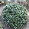 Prunus Laurocerasus Napoleon English Laurel | SiteOne US