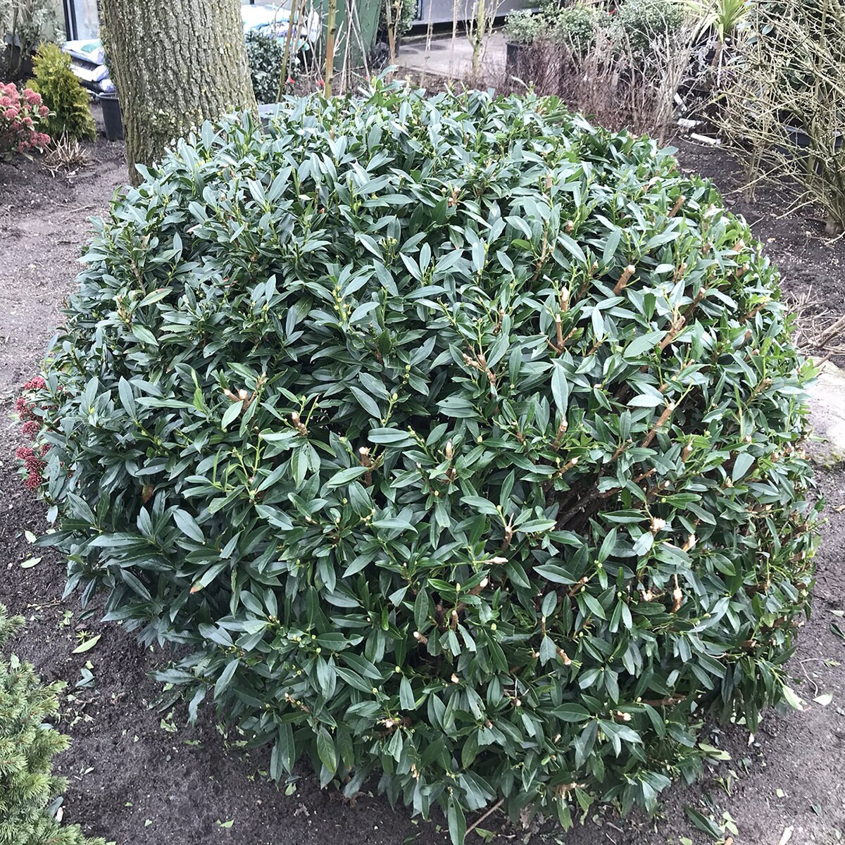 Prunus Laurocerasus Napoleon English Laurel | SiteOne US
