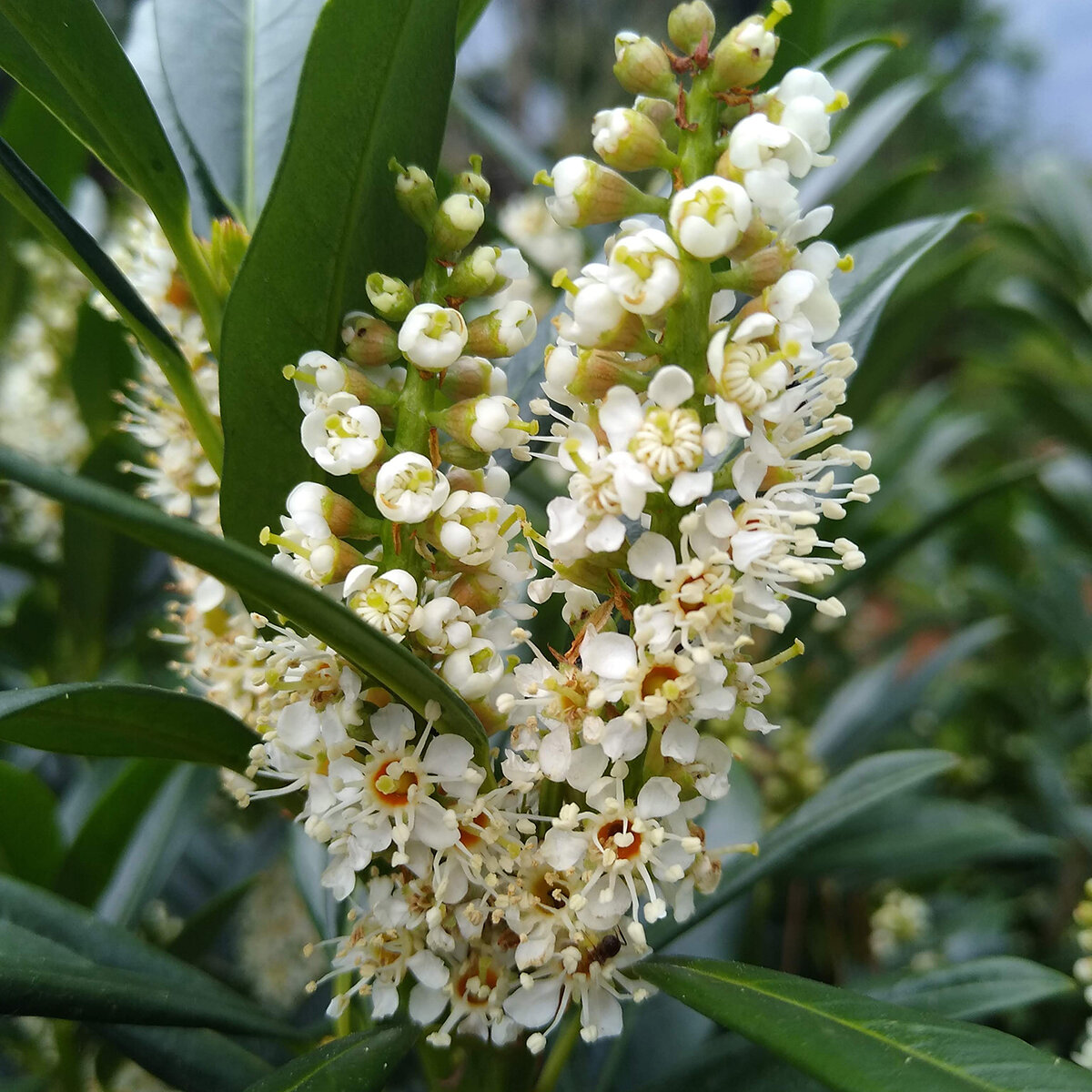 Prunus Laurocerasus Napoleon English Laurel | SiteOne US