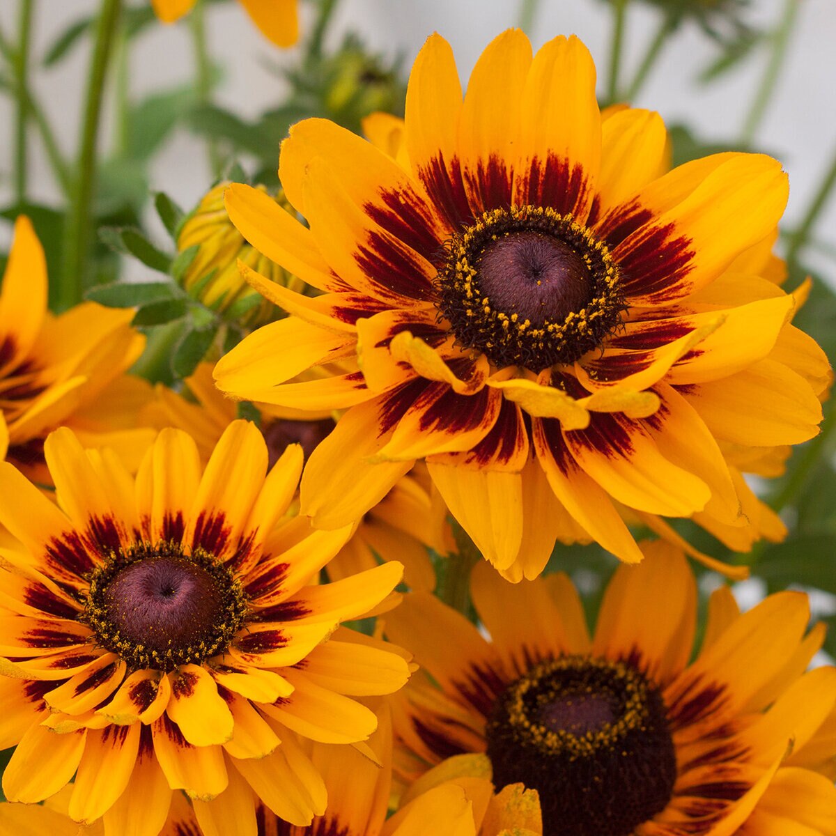 Rudbeckia Hirta SmileyZ Giggling Black-Eyed Susan | SiteOne US