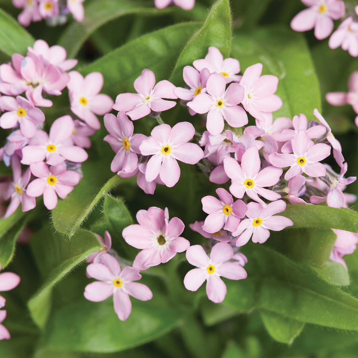 Myosotis Sylvatica Mon Amie Pink Forget-Me-Not | SiteOne US