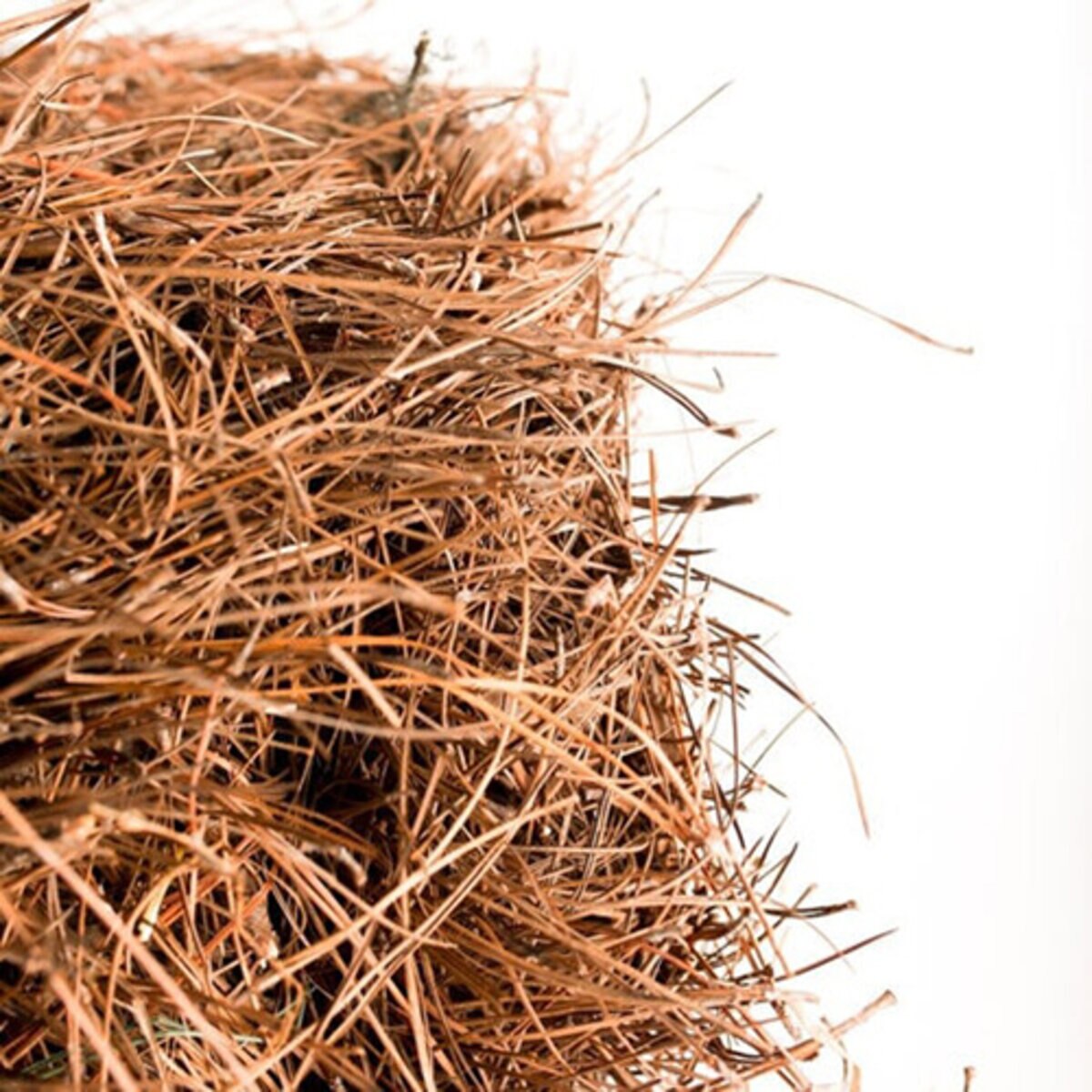 Pine Straw Long Needle Jumbo Roll | SiteOne US