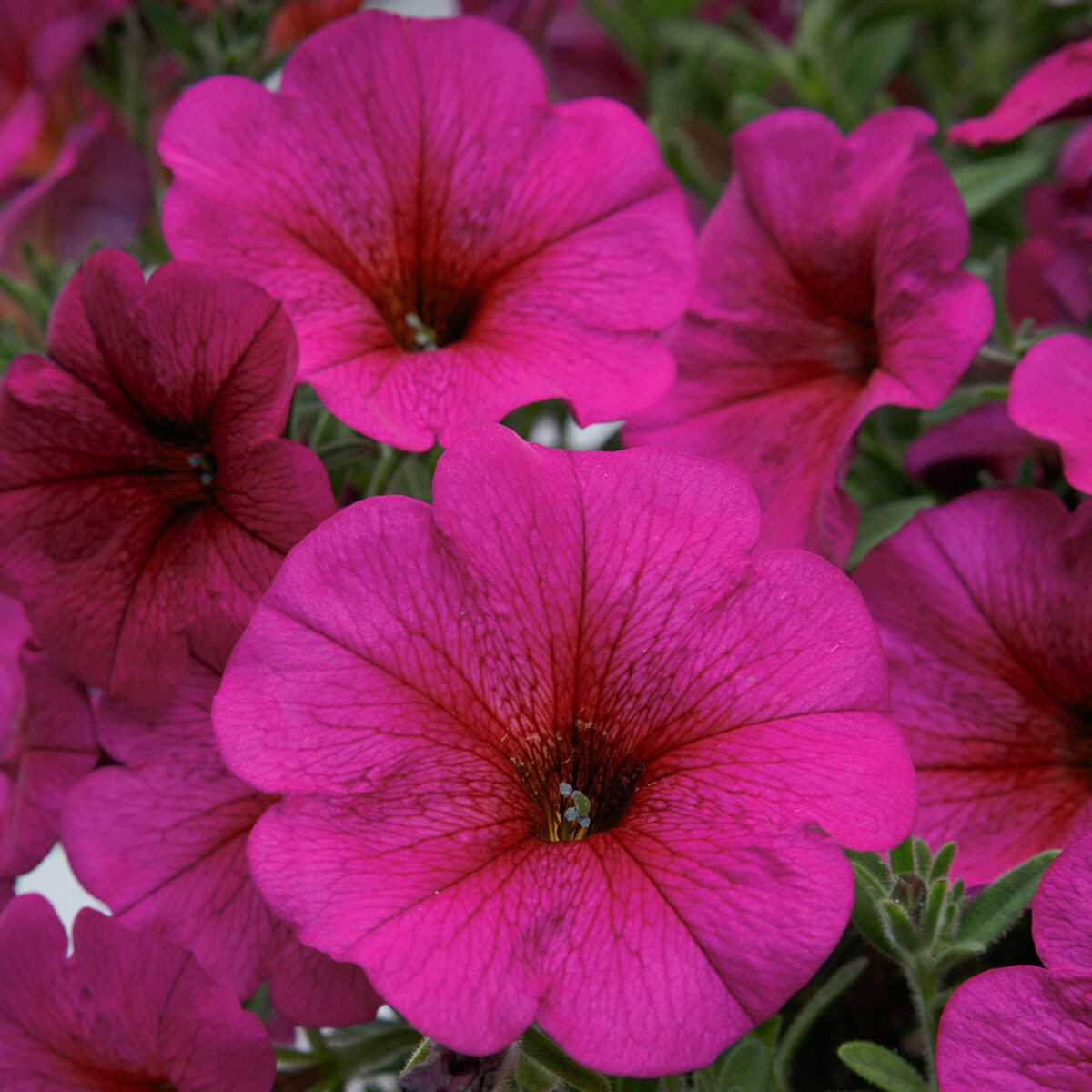 Petunia x Calibrachoa Hybrid SuperCal Premium Purple Dawn Petchoa ...