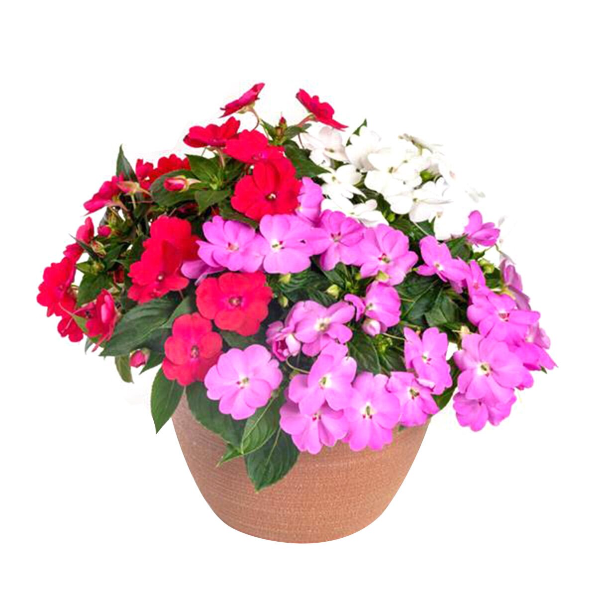 Impatiens x hybrida SunPatiens Compact Boombox Boogie Mixture New ...