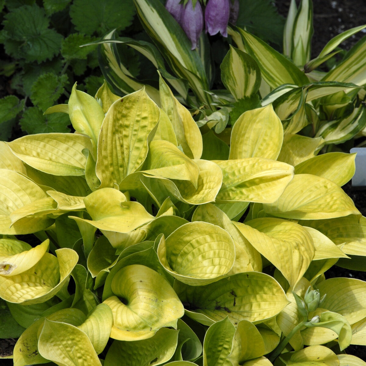 Hosta x Maui Buttercups Plantain Lily | SiteOne US